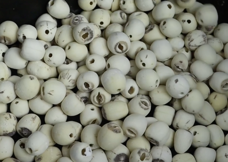 Lotus Paste - Abang Brian